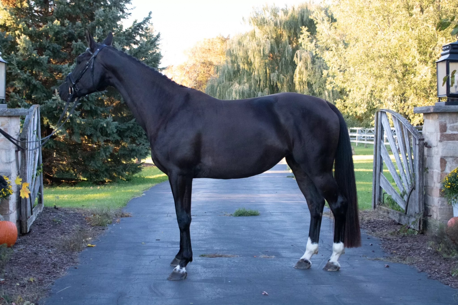 Horses for Sale and Lease - MatchnRide.com